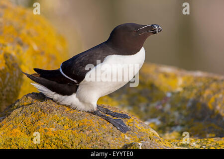 razorbill (Alca torda), stands on a rock, Iceland, Vestfirdir ...