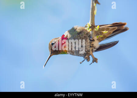 hermits and hummingbirds (Trochilidae), male on outlook, USA, Arizona ...
