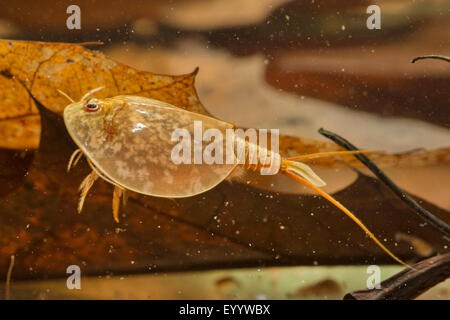 Tadpole Shrimp (Lepidurus lubbocki, Lepidurus apus, Lepidurus productus ...