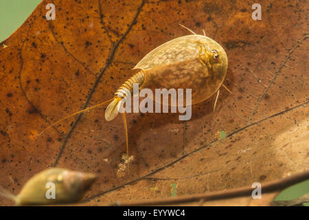 Tadpole Shrimp (Lepidurus lubbocki, Lepidurus apus, Lepidurus productus ...