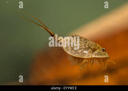 Tadpole Shrimp (Lepidurus apus, Lepidurus productus), in clear water ...