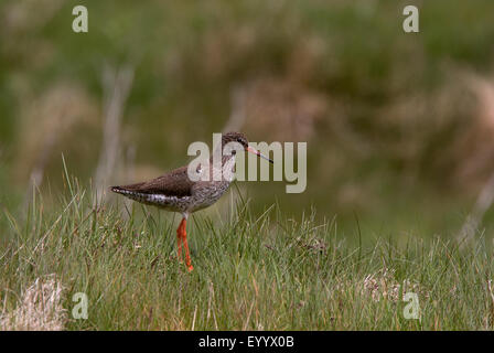 common redshank (Tringa totanus), nest with four eggs in grass, Germany ...