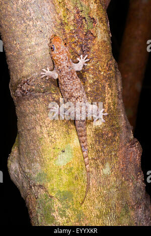 Large-scaled geckos, Fish-scale Gecko (Geckolepis spec.), at a tree ...