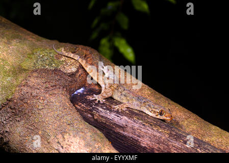 Large-scaled geckos, Fish-scale Gecko (Geckolepis spec.), at a tree ...