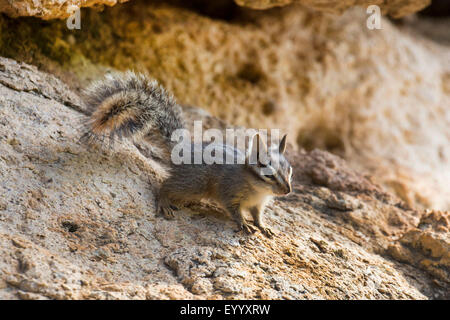 Chipmunk on rock Stock Photo - Alamy