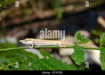 Blue-nosed Chameleon (Calumma boettgeri), resting, Madagascar, Nosy Be ...