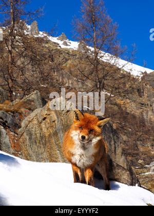 Italian red foxes Stock Photo - Alamy