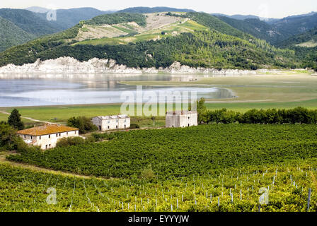 Lakeshore vineyard at Lake Corbara, Umbria, Italy Stock Photo - Alamy