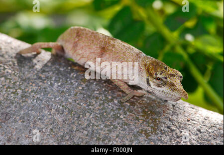Blue-nosed chameleon, Calumma boettgeri, Amber Mountain National Park ...