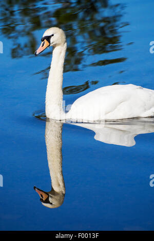 A Mute Swan on the River Brathay, Ambleside, Lake District, UK Stock ...