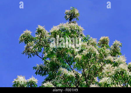 Chinese flowering ash (Fraxinus paxiana), blooming Stock Photo - Alamy
