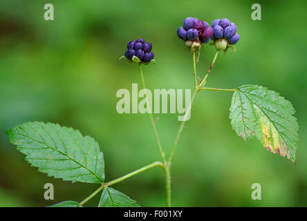 European dewberry (Rubus caesius), mature fruits Stock Photo - Alamy