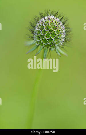 Pincushion Flower, Shining Scabious, Glossy Scabious (Scabiosa lucida ...