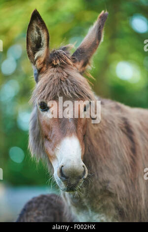 Portrait of a domestic donkey (Equus asinus) eating grass, captive ...