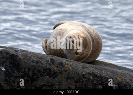 Adult Seal basking on a rock Stock Photo - Alamy
