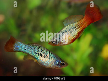 Variegated platy, Variatus swordtail, Variable platyfish (Xiphophorus ...