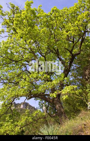 Mediterranean Oak Tree, Quercus pubescens. Acorn sprouting Stock Photo ...