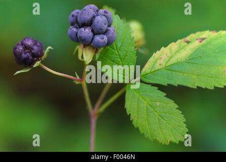 European dewberry ripe fruits, Rubus caesius Stock Photo - Alamy