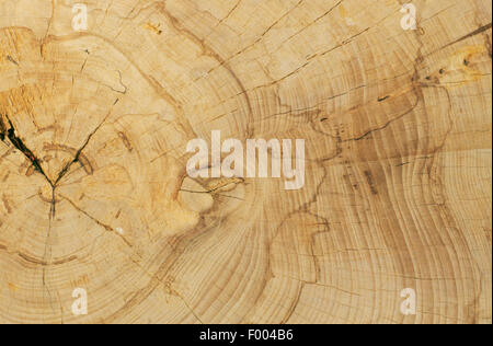 CROSS SECTION OF A BEECH TREE TRUNK SHOWING GROWTH RINGS ALSACE FRANCE ...