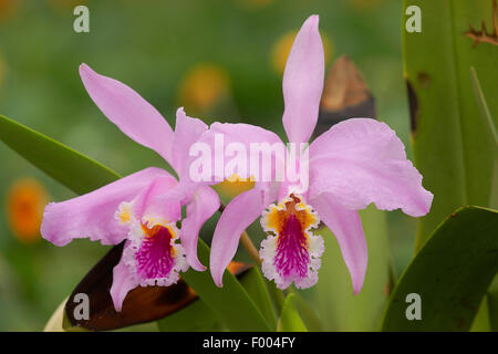 Cattleya orchid (Cattleya mossiae), flowers Stock Photo - Alamy