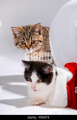 Head of a cat in a Santa hat close-up on a dark background. Side view ...