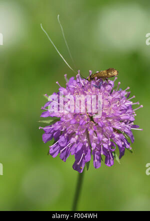 Bright butterfly sitting on blooming flower on green lawn on sunny ...