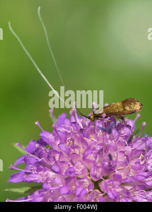Bright butterfly sitting on blooming flower on green lawn on sunny ...