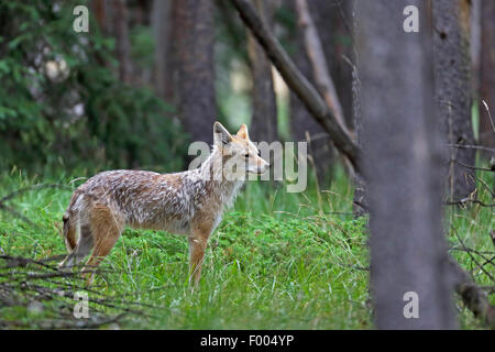 Coyote in Banff Canada Stock Photo - Alamy