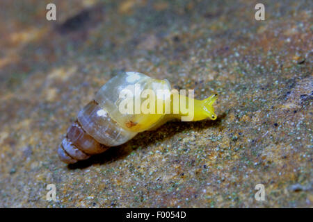 Dwarf awlsnail (Opeas pumilum, Opeas hannense), on a stone , Germany Stock Photo - Alamy