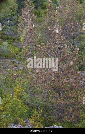 Pine Processionary Moths (Thaumetopoea / Traumatocampa pityocampa ...