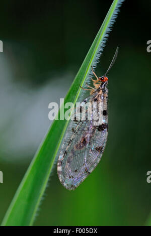 Osmylid fly, Giant lacewing stream (Osmylus fulvicephalus, Osmylus ...