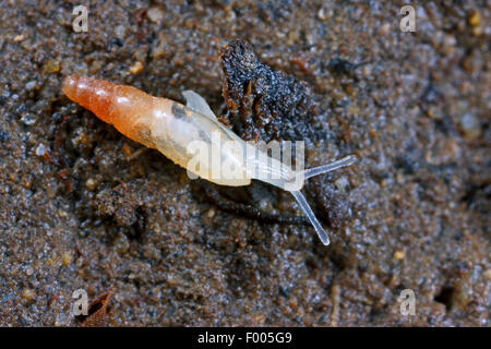 Blind Snail (Cecilioides acicula Stock Photo - Alamy