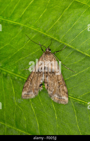 Small china-mark (Cataclysta lemnata) moth brown form from above. Small ...