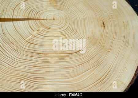 Jahresringe; Fichte; Picea; abies; Rottanne; Jahrring; Holzring Stock ...