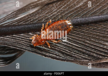 Bird louse, Feather lice, Feather louce (Dennyus hirundinis, Pediculus ...