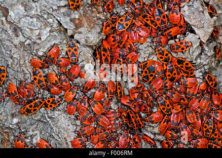 firebug (Pyrrhocoris apterus), adults and larvae sitting on a branch ...
