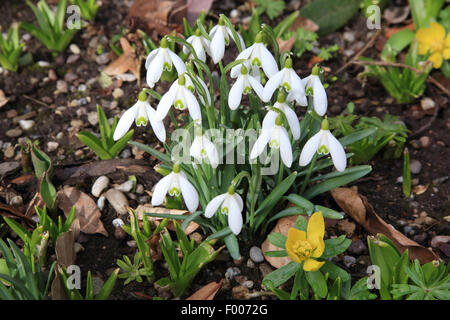 Snowdrops and Winter Aconites flower together in a patch of deciduous ...