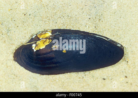 Freshwater Pearl Mussel, Eastern Pearlshell (Margaritifera ...