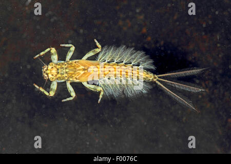 Yellow mayfly (Potamanthus luteus), larva under water, Germany Stock ...