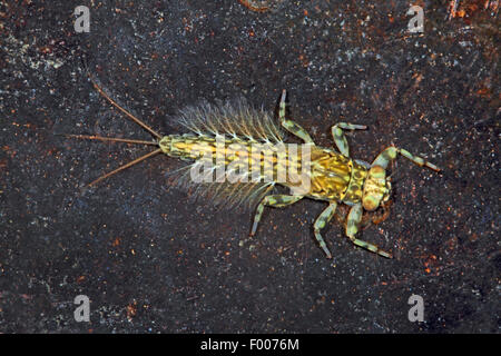 Yellow mayfly (Potamanthus luteus), larva under water, Germany Stock ...