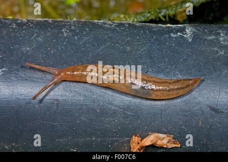 Three-band Slug (Lehmannia valentiana) on eucalyptus leaf Stock Photo ...