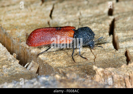 Capuchin beetle, Auger beetle, False powderpost beetle, Horned ...
