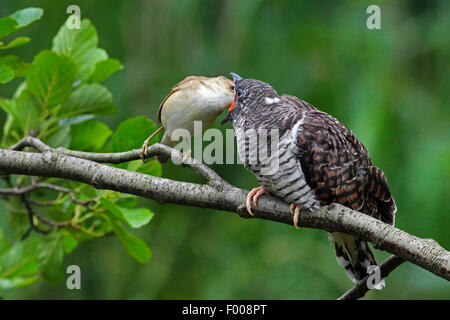 A Eurasian reed warbler sitting on a common reed Stock Photo - Alamy