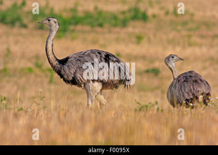 greater rhea (Rhea americana), free-living greater rhea in a rape field ...