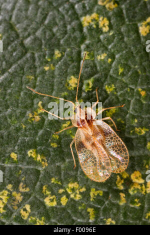 Rhododendron lace bug (Stephanitis rhododendri), sitting on al leaf ...
