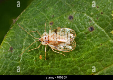 Close-up of a leaf of rhododendron with brown spots caused by fungal ...