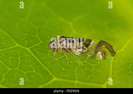Bark louse, barklice (Graphopsocus cruciatus, Stenopsocus cruciatus ...