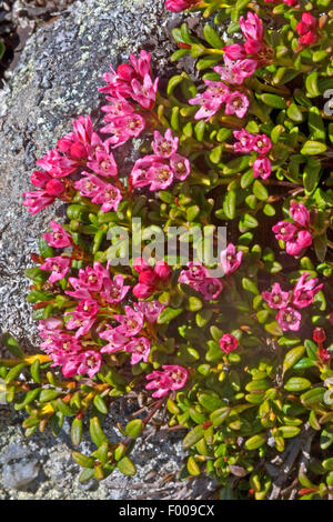 Alpine azalea, Trailing azalea, Alpine-azalea, Dwarf azalea ...