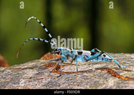 blue insect with long feelers, Rosalia alpina, Longhorn beetle, Rosalia ...