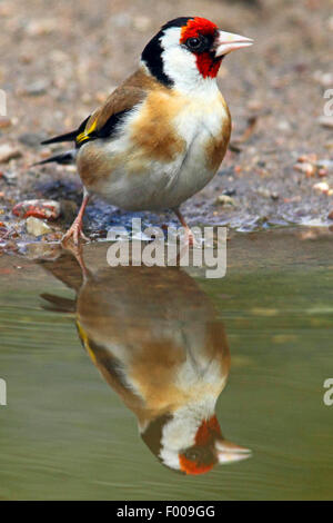 Eurasian goldfinch (Carduelis carduelis), drinking from a forest pond ...